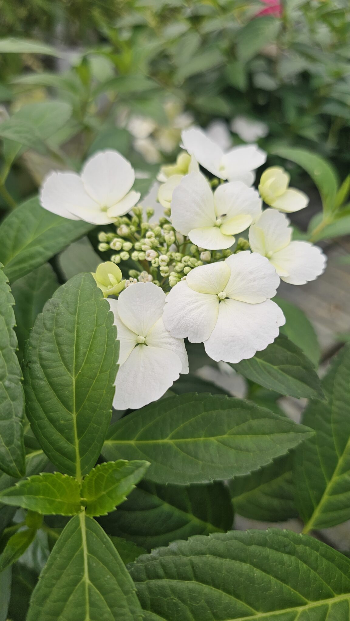 Hydrangea hybrid – Hortensja hybrydowa Runaway Bride – Uciekająca Panna ...