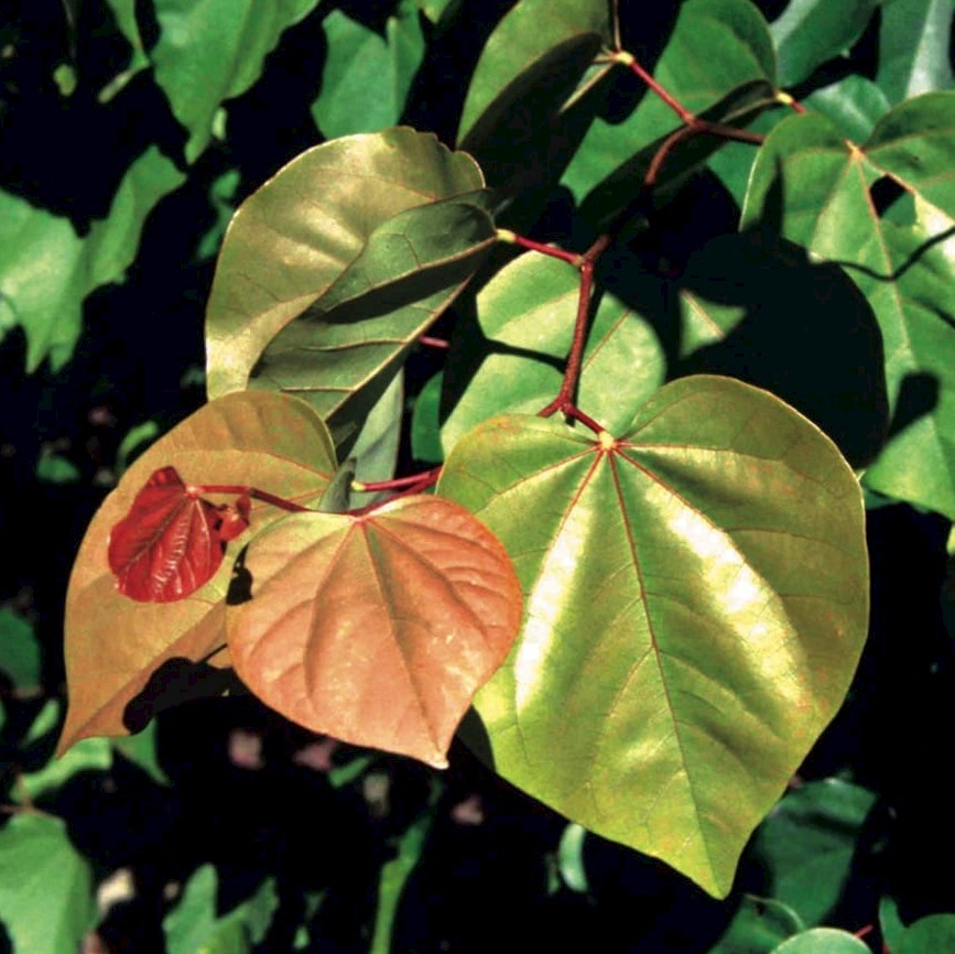 Cercis Gigantea – Judaszowiec Olbrzymi 80cm – Sklep roslinyabramczuk.pl